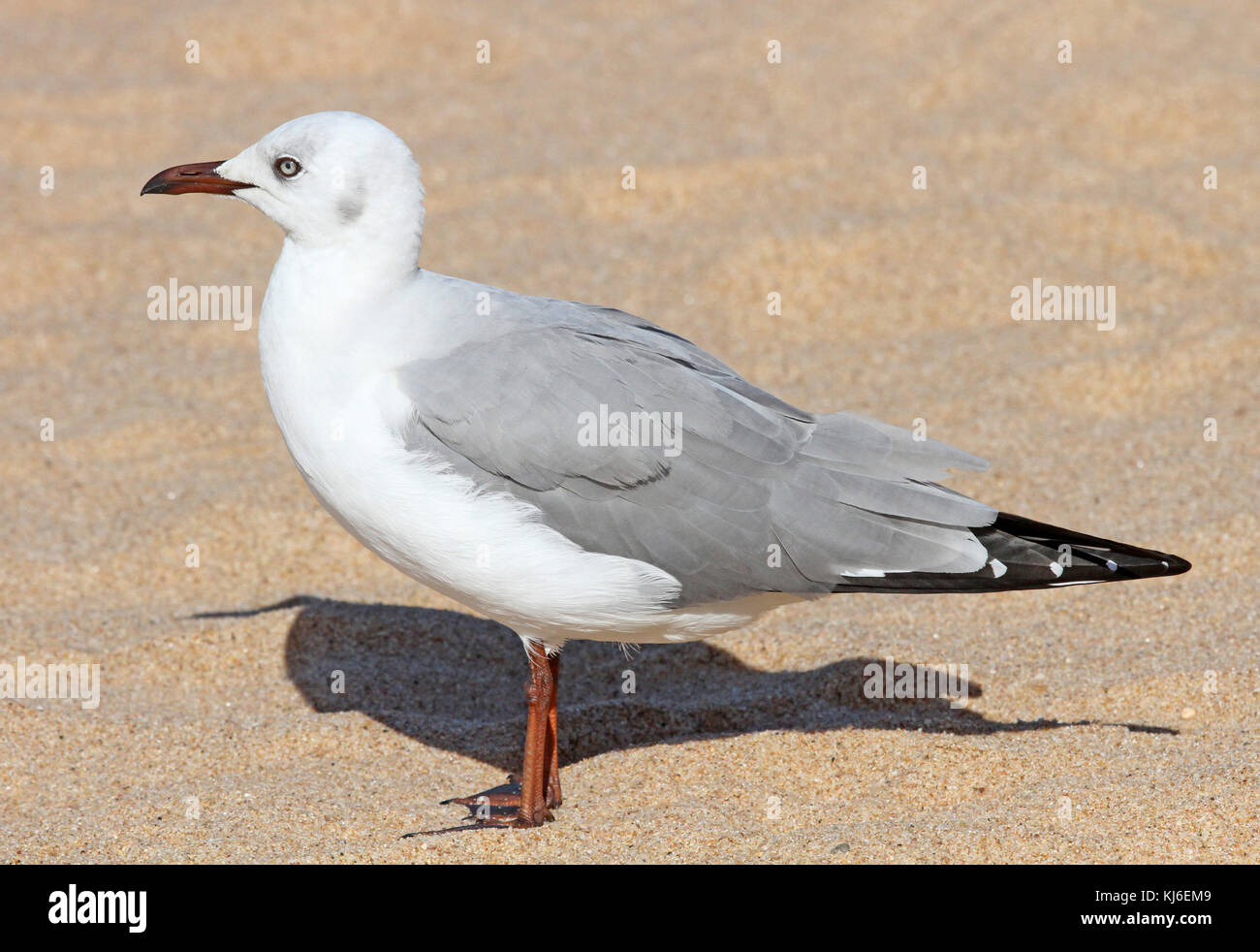 Grey-Headed Gull standing on a beach, Umhlanga Rocks, KwaZulu Natal ...