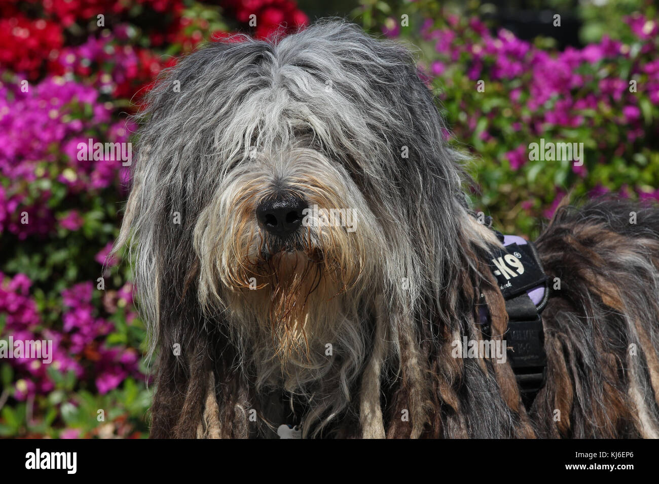Bergamasco Sheepdog Or Bergamese Shepherd High Resolution Stock ...
