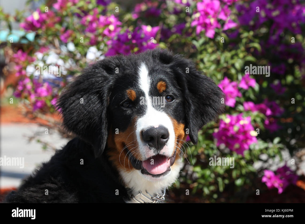 Bernese Mountain Dog puppy looking at camera with flowers in background ...