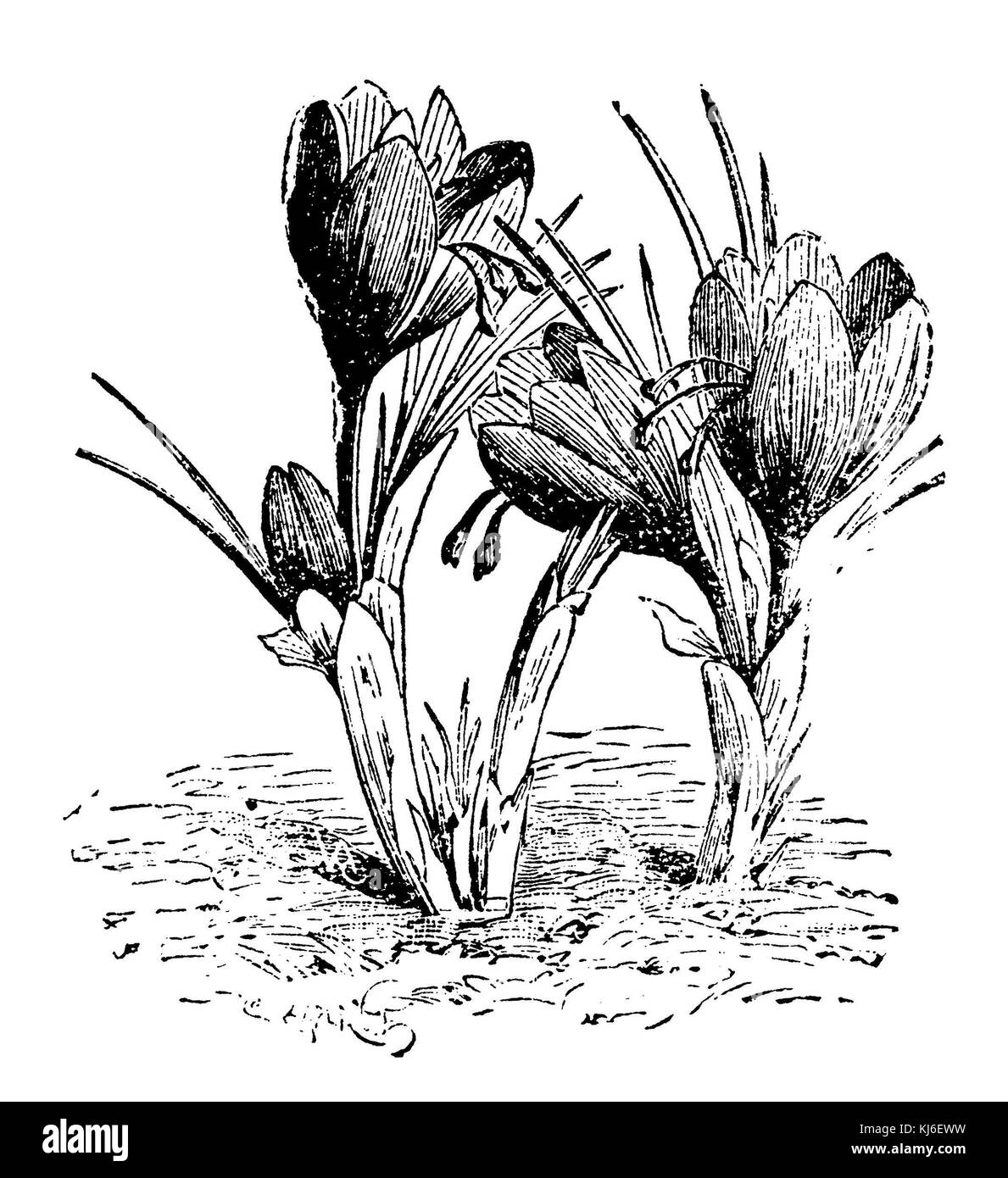 Safran Krokus High Resolution Stock Photography and Images - Alamy