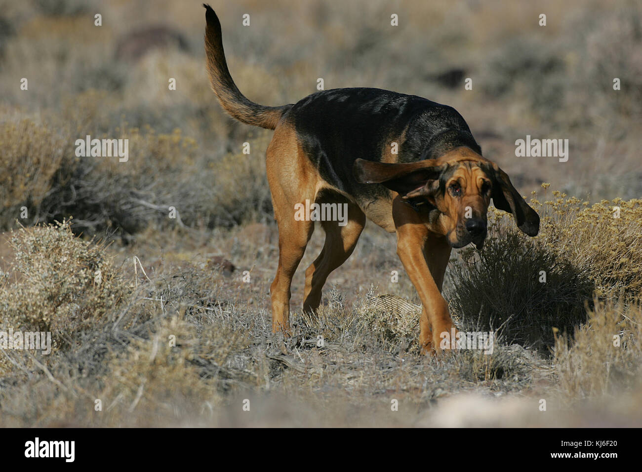 Bloodhound or saint hubert hound hi-res stock photography and images ...