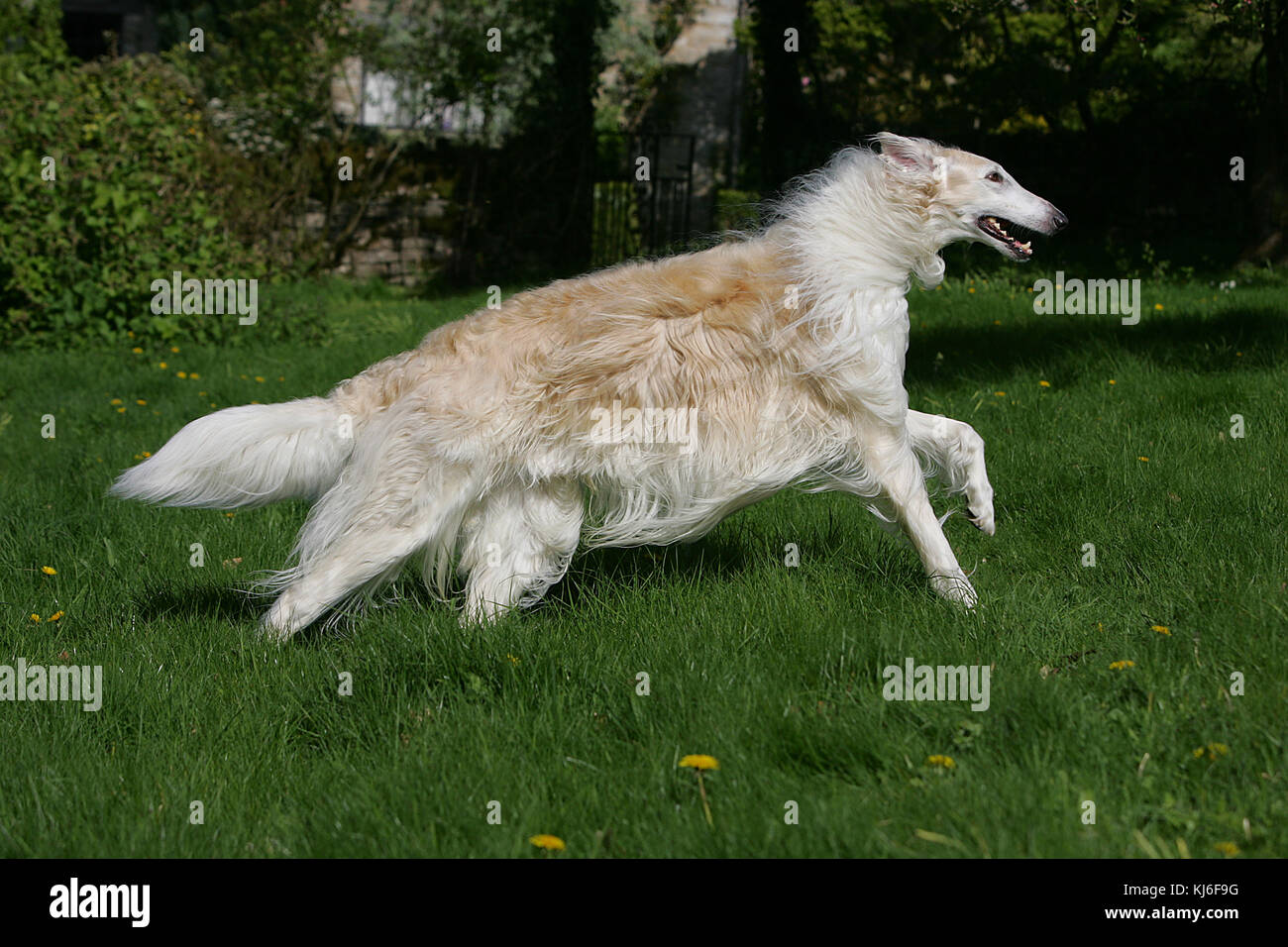 Running borzoi hi-res stock photography and images - Alamy