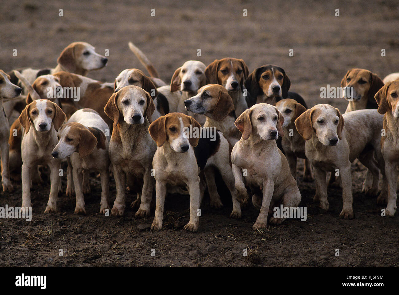 Group of beagles hi-res stock photography and images - Alamy