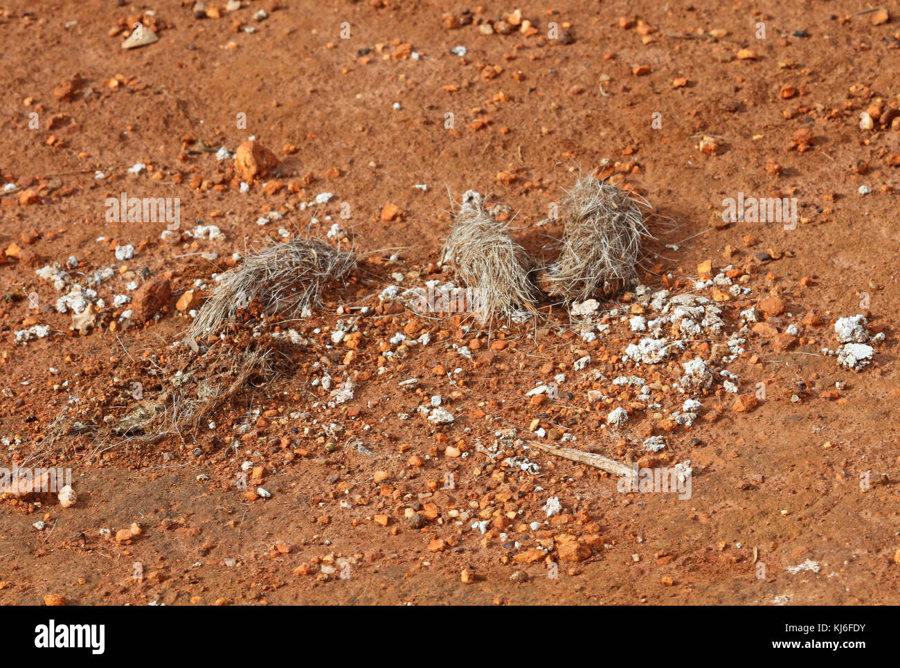 Africa decompose animal hi-res stock photography and images - Alamy