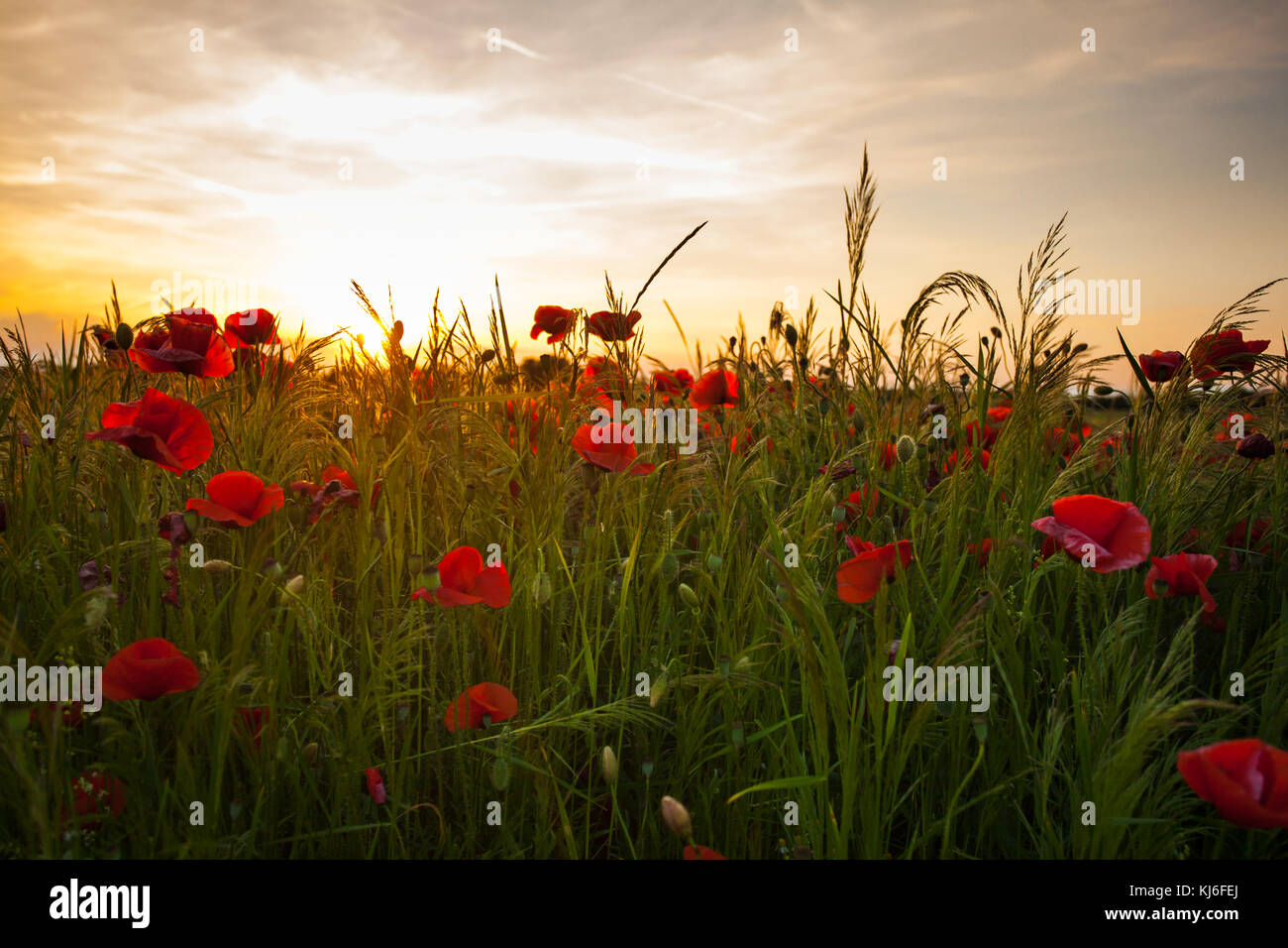 Poppy fields on sunset Stock Photo - Alamy