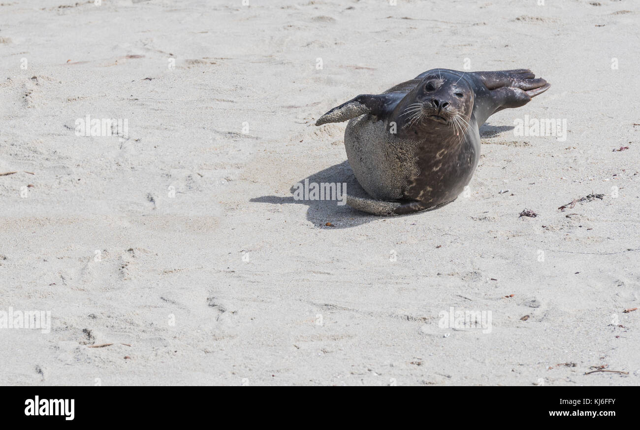 Seal looks hi-res stock photography and images - Alamy
