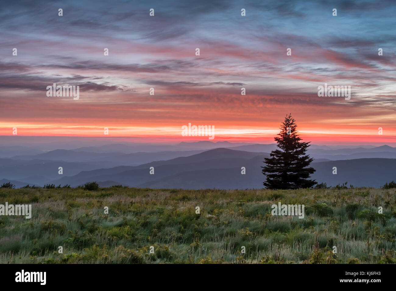 Single pine tree stands hi-res stock photography and images - Alamy