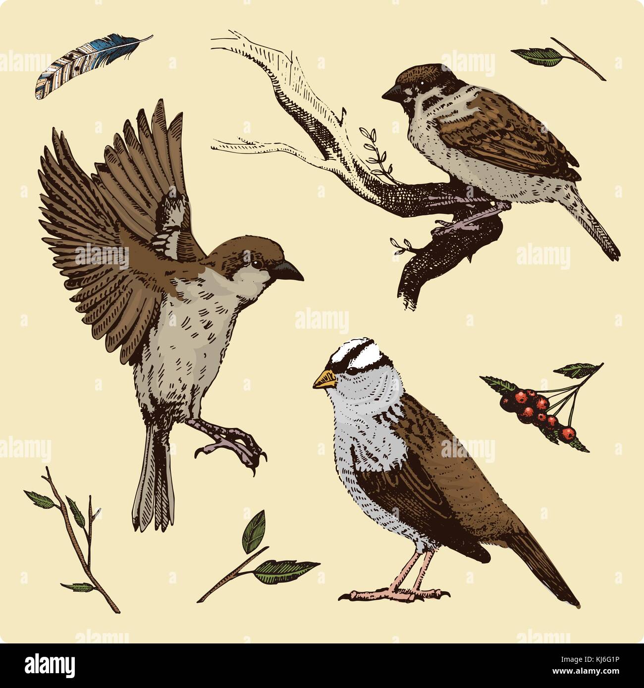 Flying Sparrow Drawing