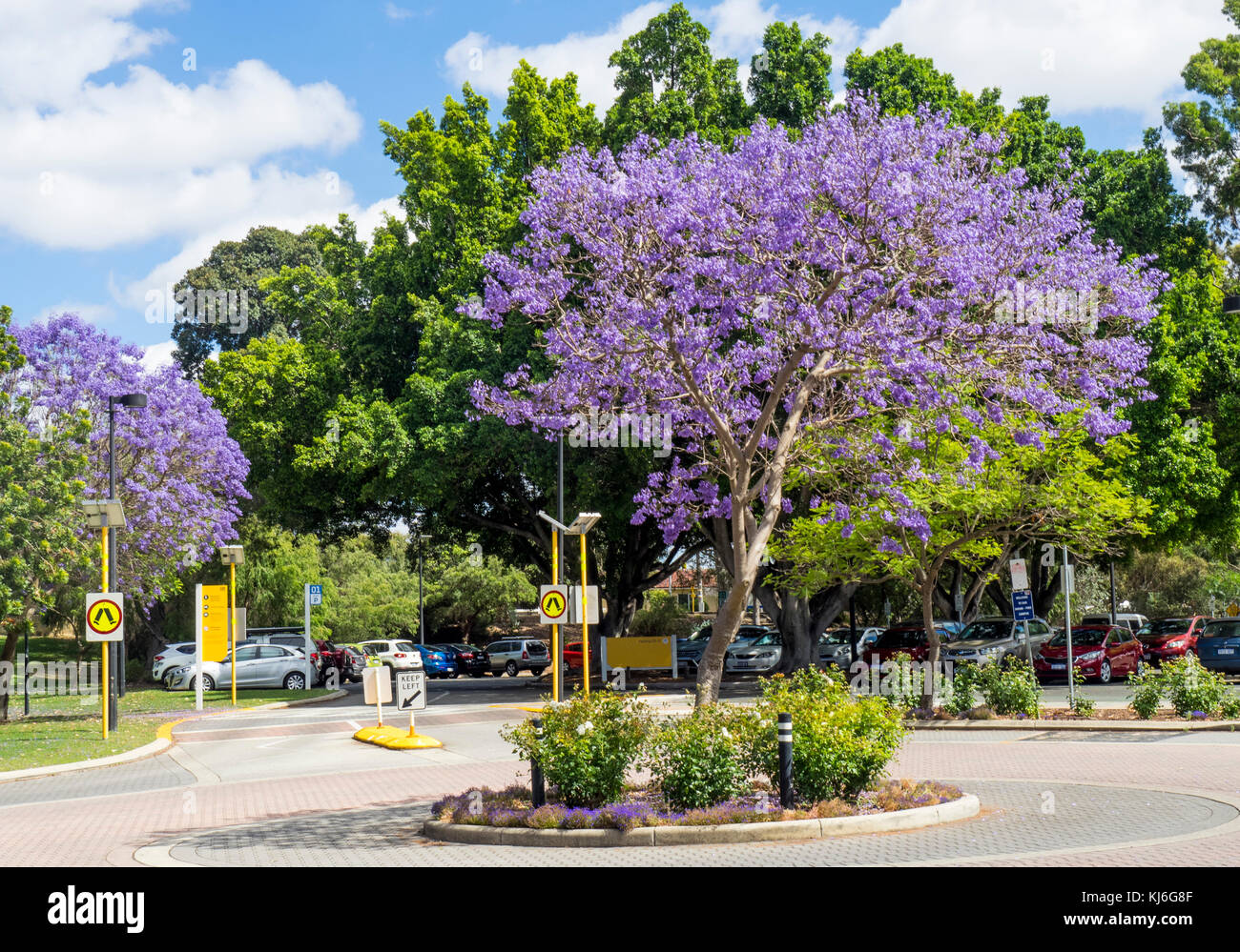 Edith Cowan University and Jacaranda trees in full bloom in Perth ...