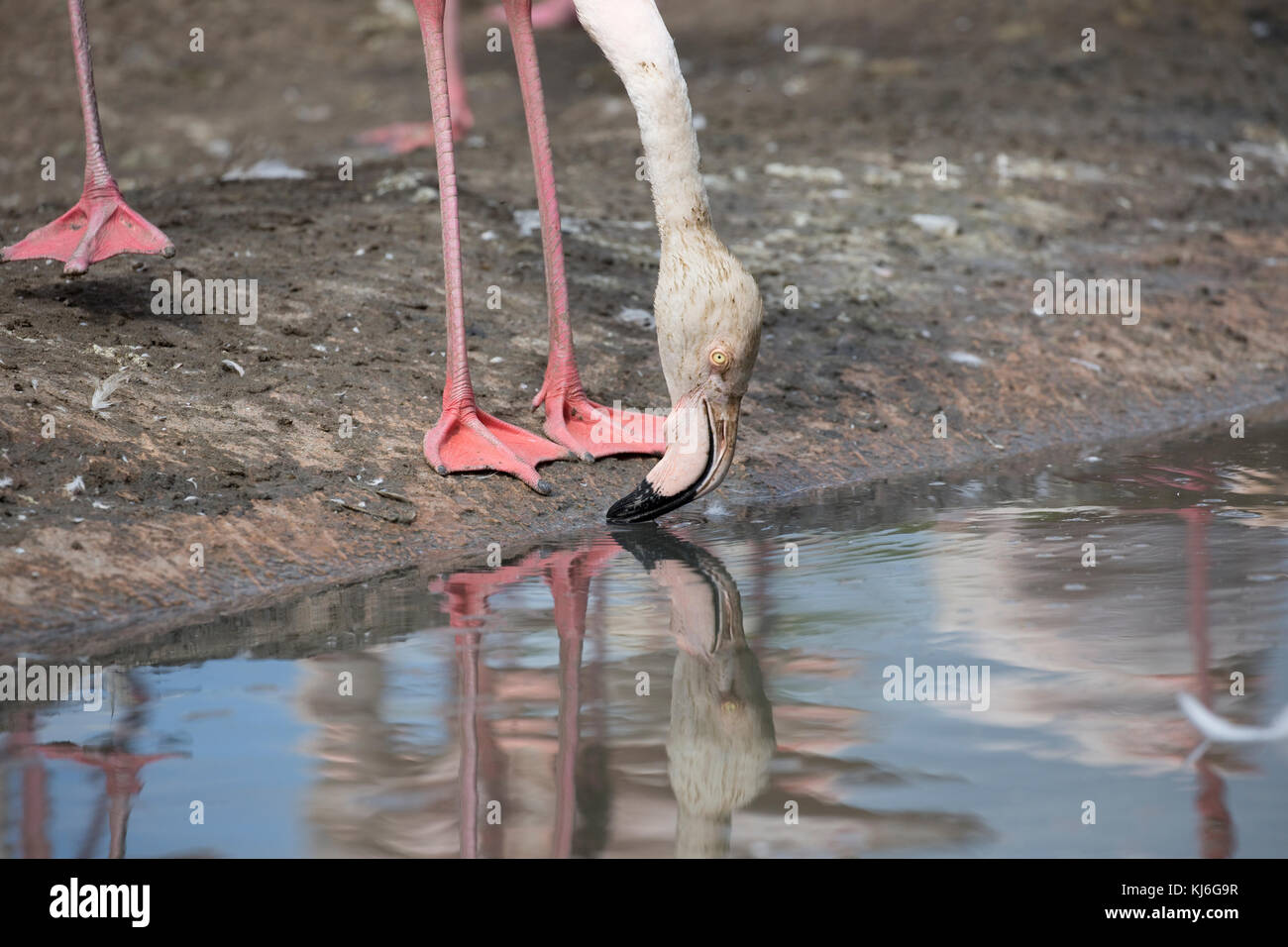 Flamingo feet hi-res stock photography and images - Alamy