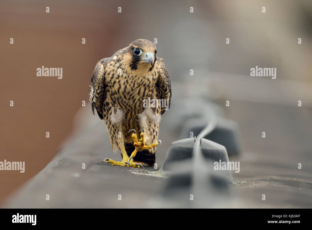 A young peregrine falcon hi-res stock photography and images - Alamy
