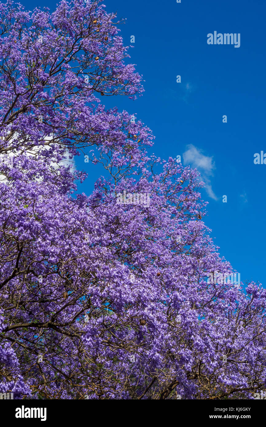 Jacaranda tree in full bloom in Perth Western Australia Stock Photo - Alamy
