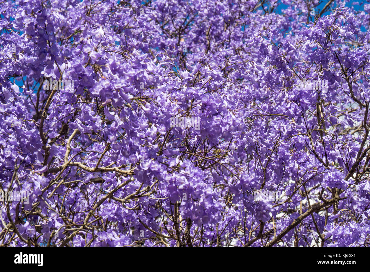 Jacaranda tree in full bloom in Perth Western Australia Stock Photo - Alamy