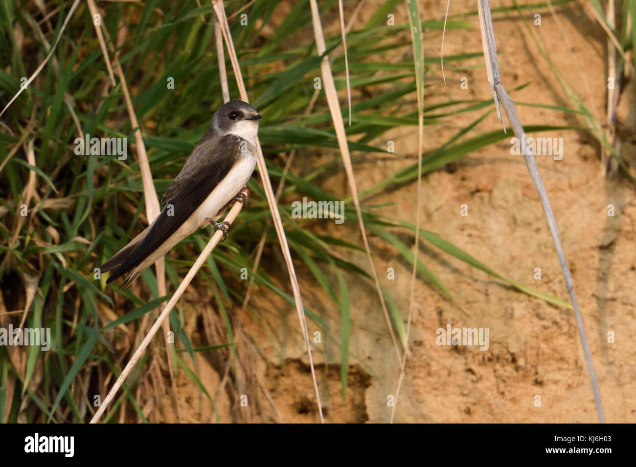 Collared Sand Martin / Bank Swallow ( Riparia riparia) perched on a ...