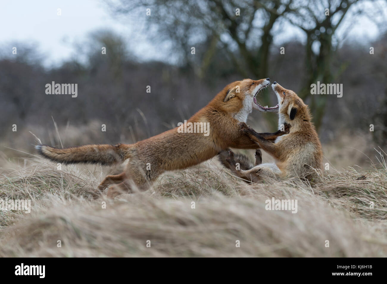 Red Foxes ( Vulpes vulpes ), two adults, in agressive fight, fighting ...