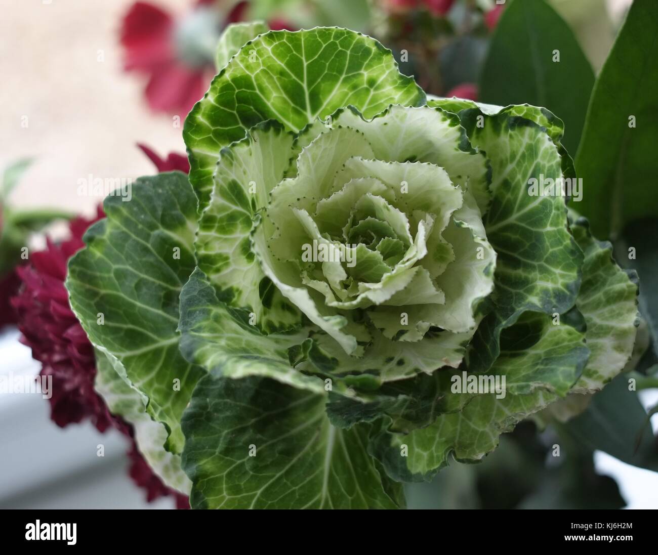 Ornamental Cabbage (Brassica Oleracea) Flower Stock Photo - Alamy