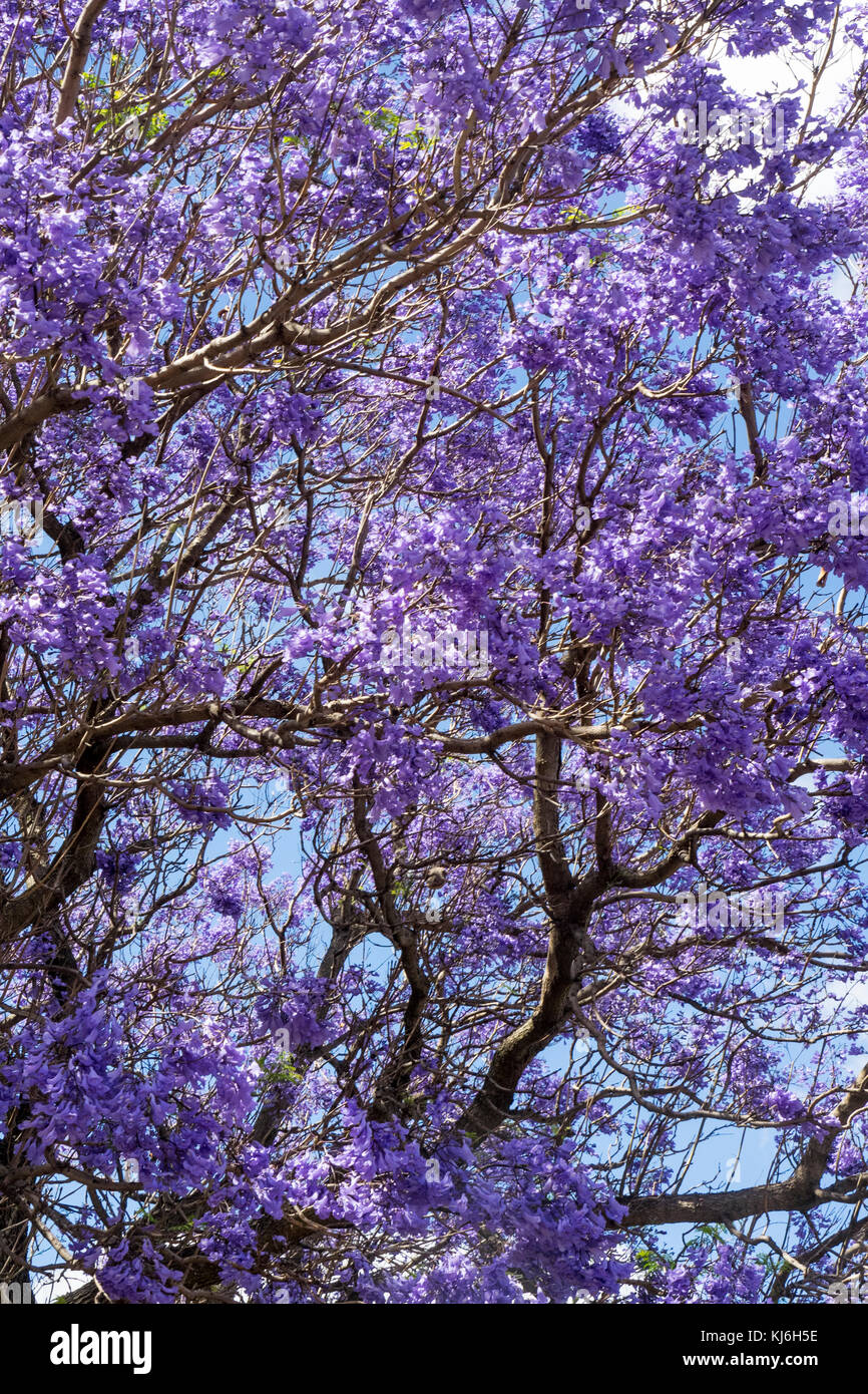 Jacaranda tree in full bloom in Perth Western Australia Stock Photo - Alamy