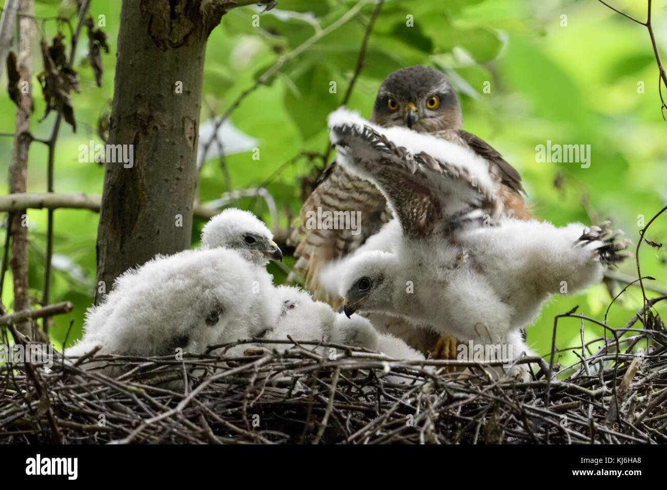 Sparrowhawk ( Accipiter nisus ), adult female watching for its ...