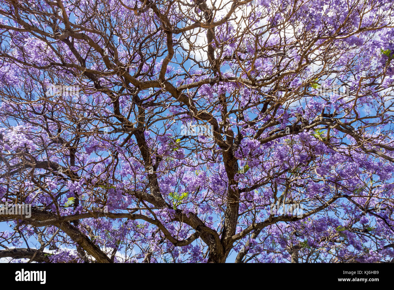 Jacaranda mimosifolia australia hi-res stock photography and images - Alamy