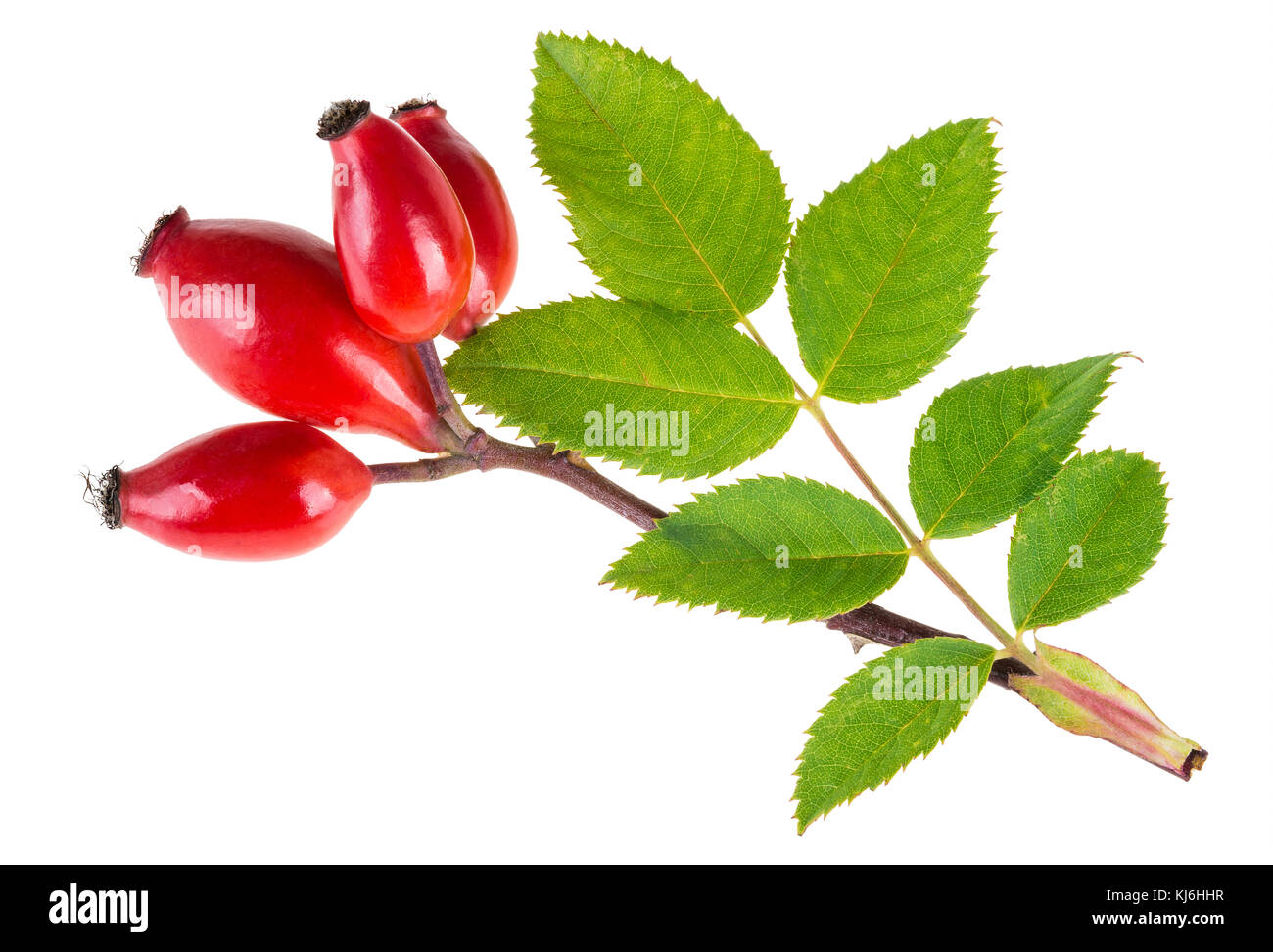 Briar rose Cut Out Stock Images & Pictures - Alamy