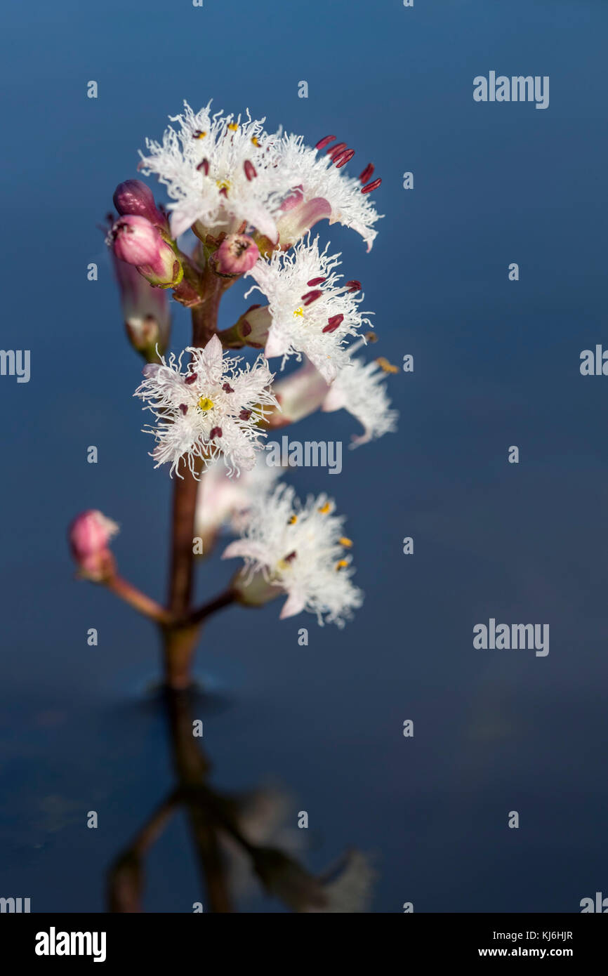 Bogbean; Menyanthes trifoliata Flower Cornwall; UK Stock Photo - Alamy