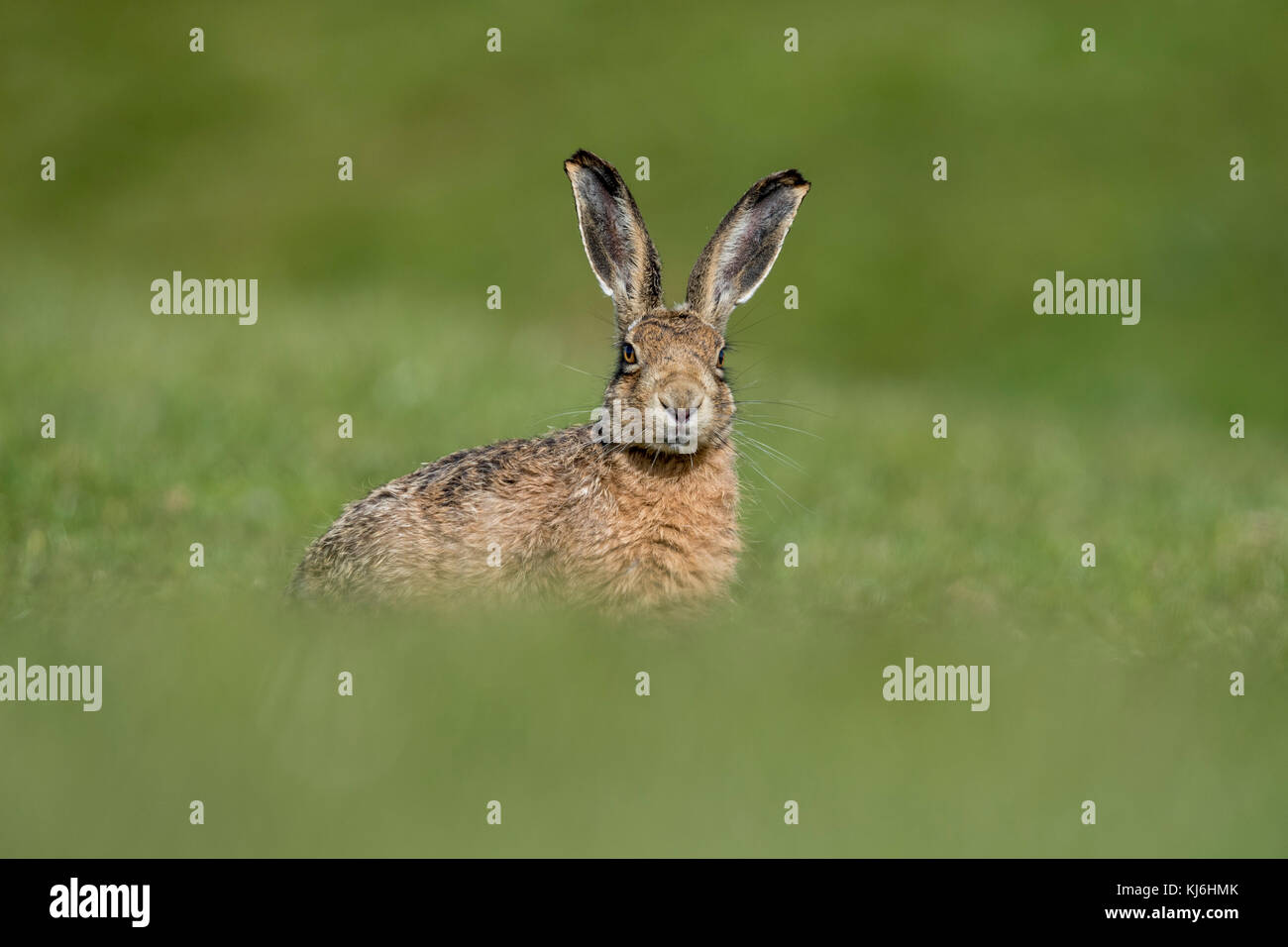 Brown Hare; Lepus europaeus Lancashire; UK Stock Photo - Alamy