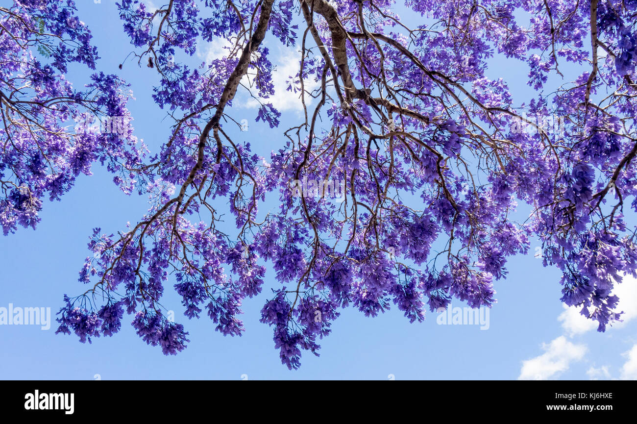 Jacaranda tree in full bloom in Perth Western Australia Stock Photo - Alamy