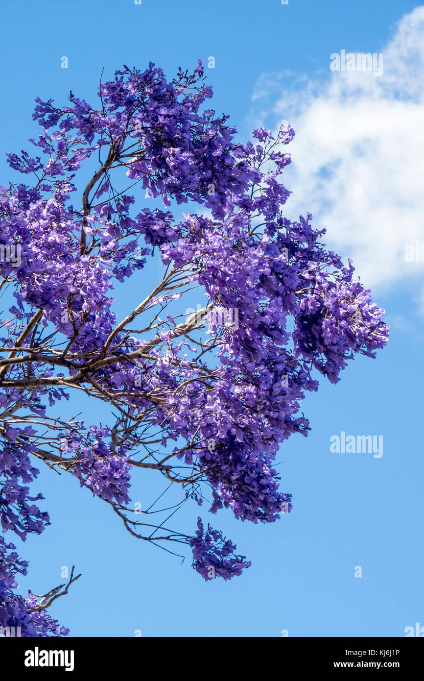 Jacaranda mimosifolia australia hi-res stock photography and images - Alamy