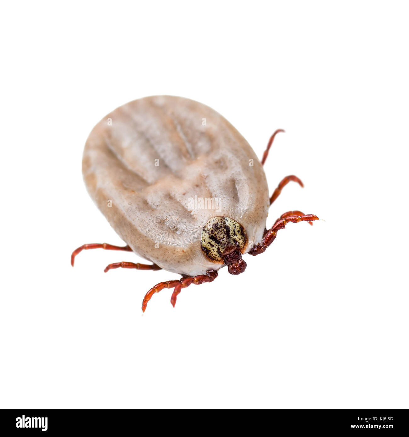 Encephalitis or Lyme Virus Infected Tick Arachnid Insect Isolated Stock ...