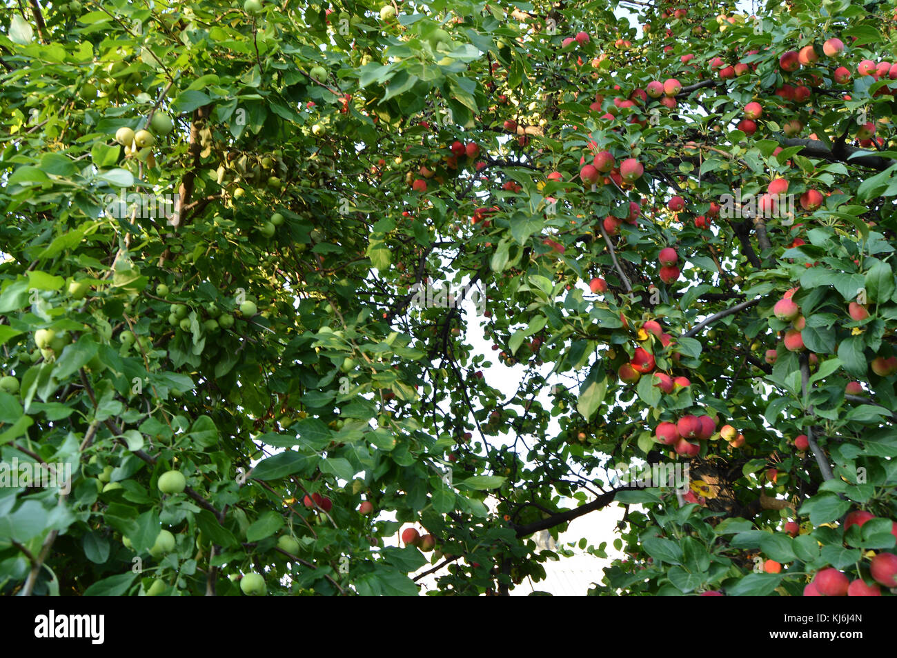 Red ripe apples hang on the tree Stock Photo - Alamy