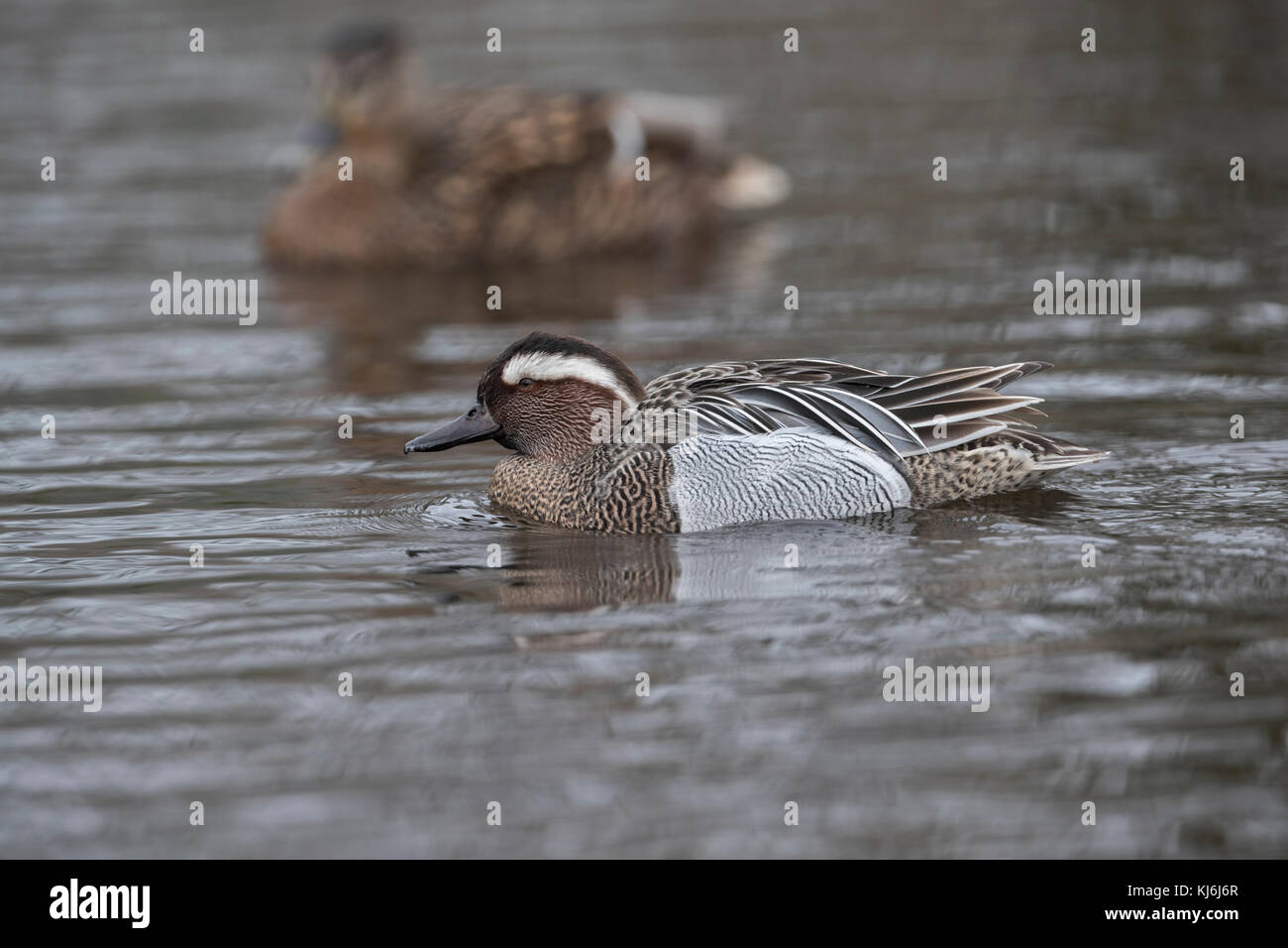 Garganey winter hi-res stock photography and images - Alamy