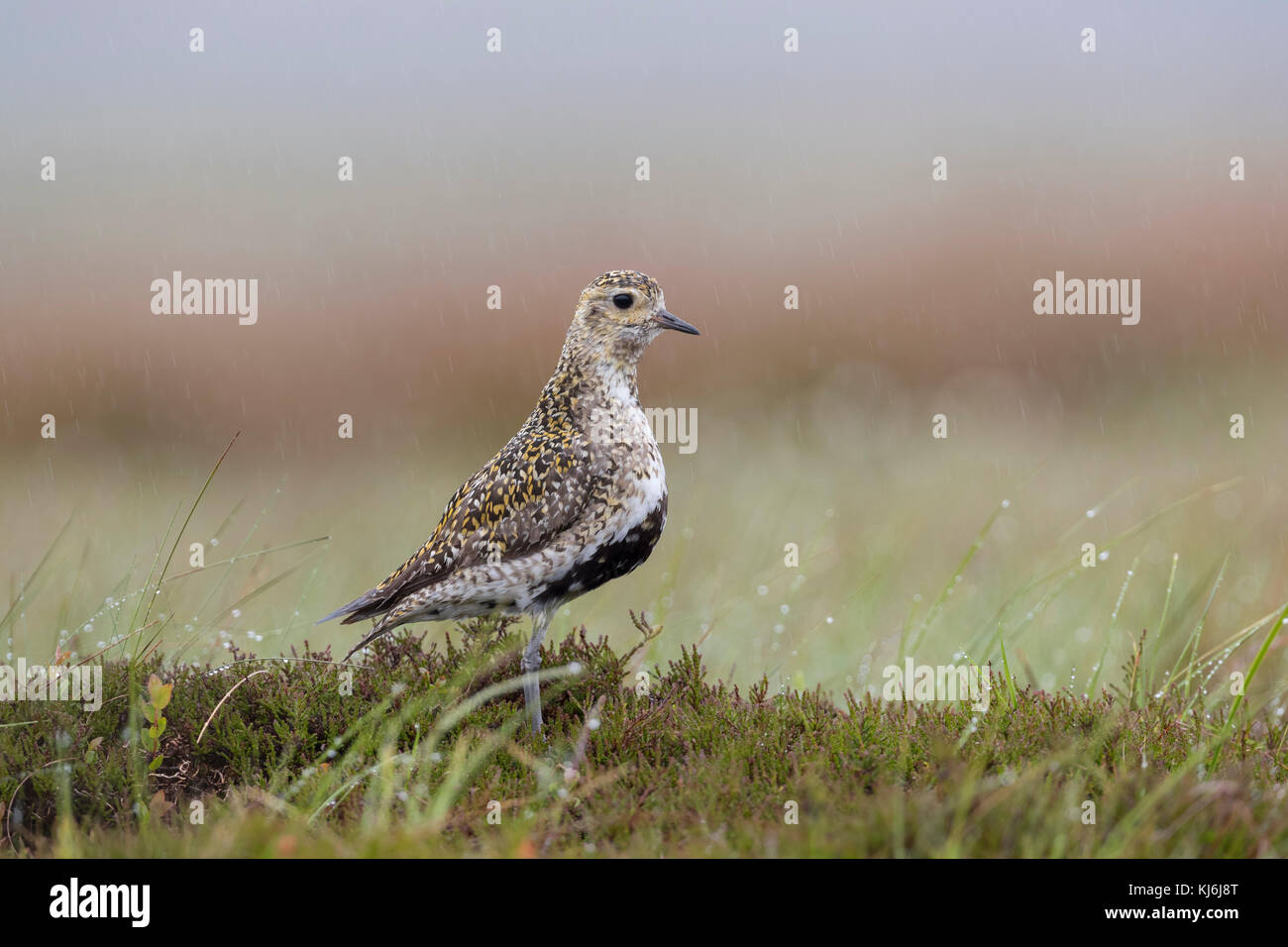 Golden plover uk summer hi-res stock photography and images - Alamy
