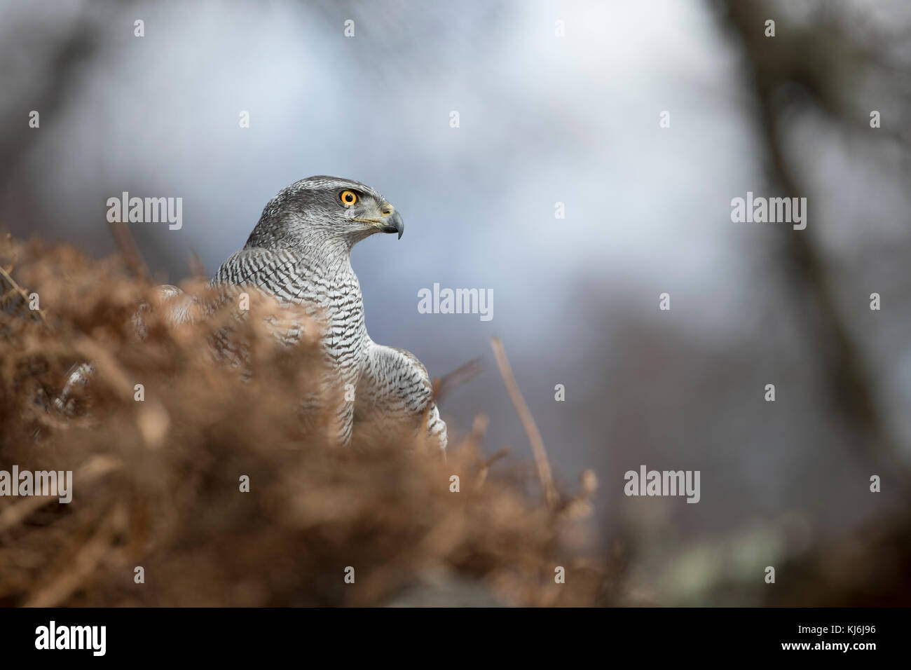 Goshawk female hi-res stock photography and images - Alamy