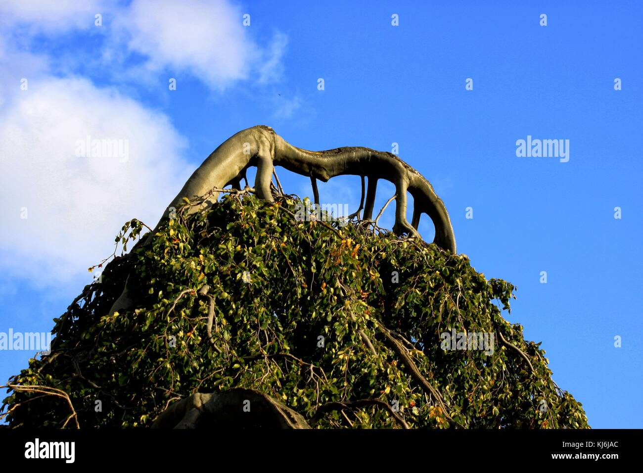 Curved tree hi-res stock photography and images - Alamy