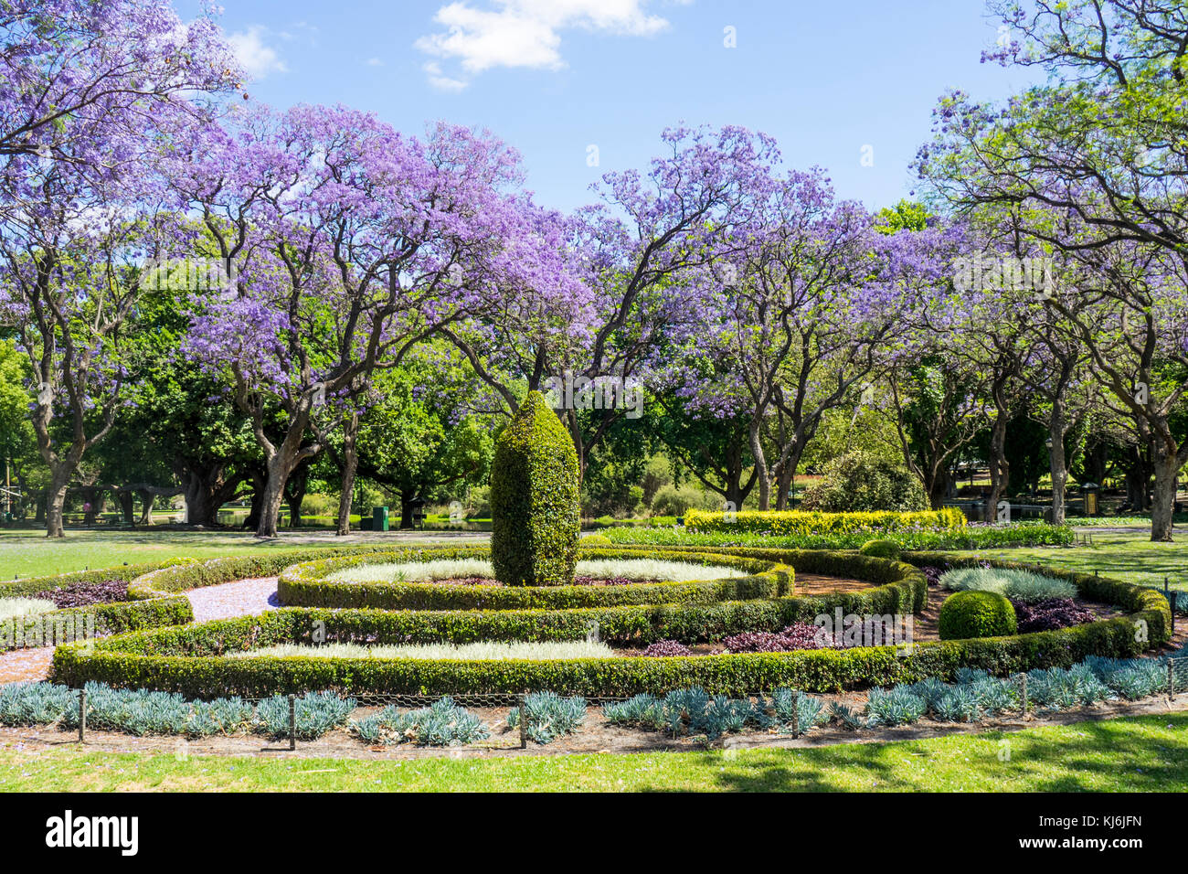 Jacaranda trees in full bloom in Hyde Park, Perth Western Australia ...