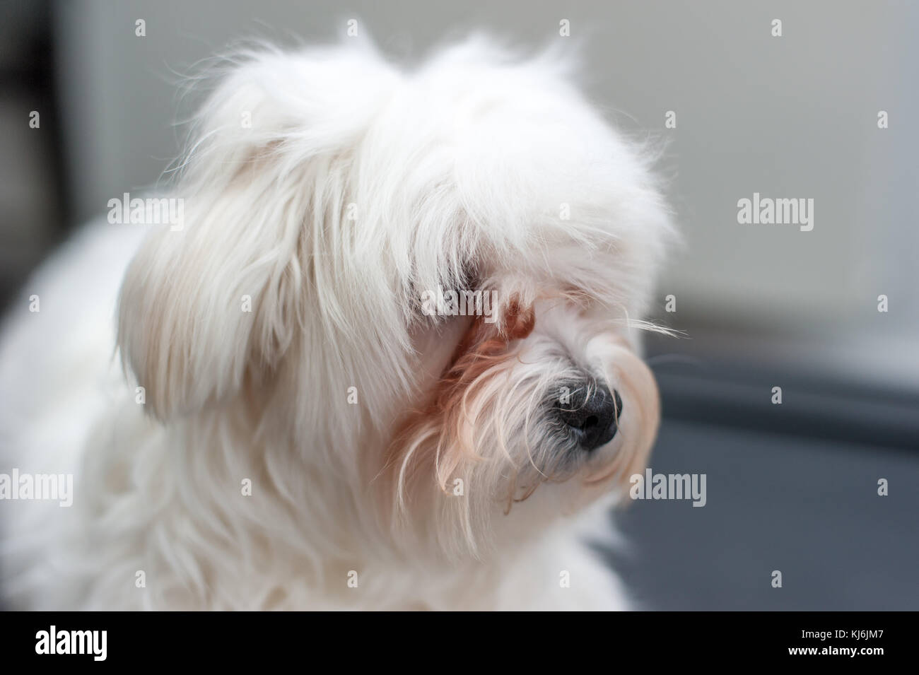 Puppy Bishon Portrait Stock Photo - Alamy