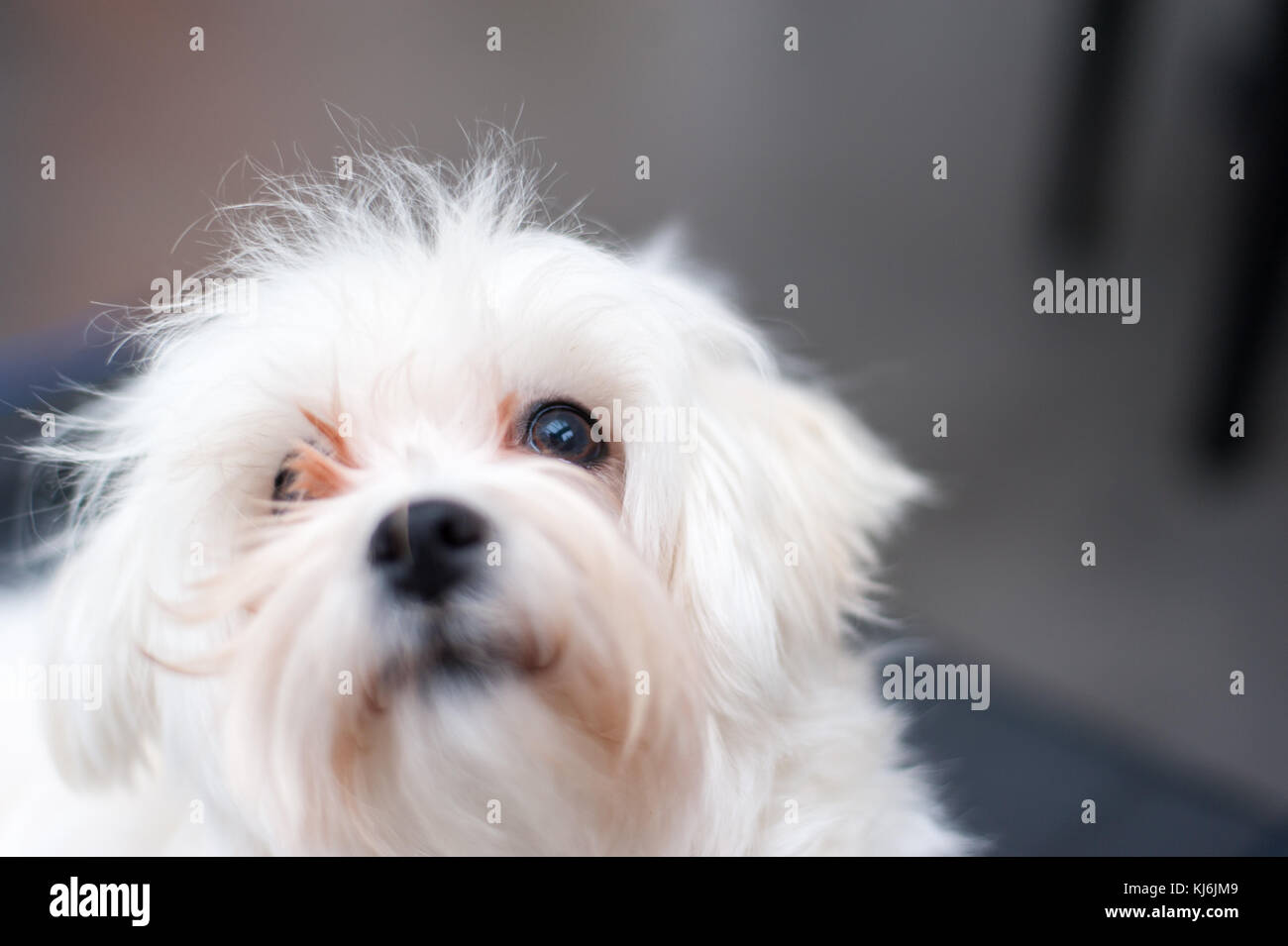 Puppy Bishon Portrait Stock Photo - Alamy