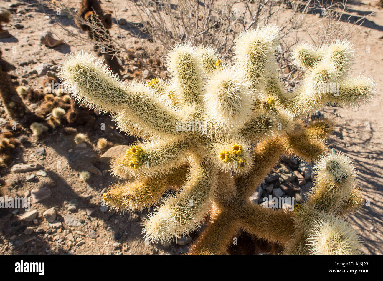 Cactus cactaceae hi-res stock photography and images - Alamy