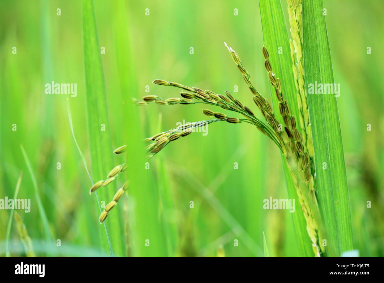 Nelkathir hi-res stock photography and images - Alamy