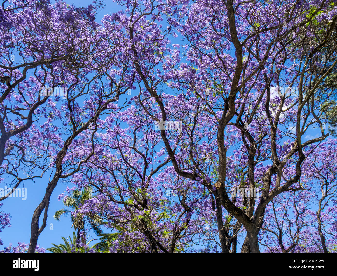 Jacaranda trees in full bloom in Hyde Park, Perth Western Australia ...