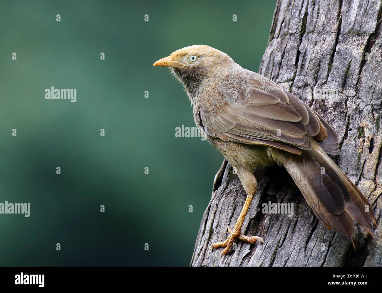 Birds of kerala hi-res stock photography and images - Alamy