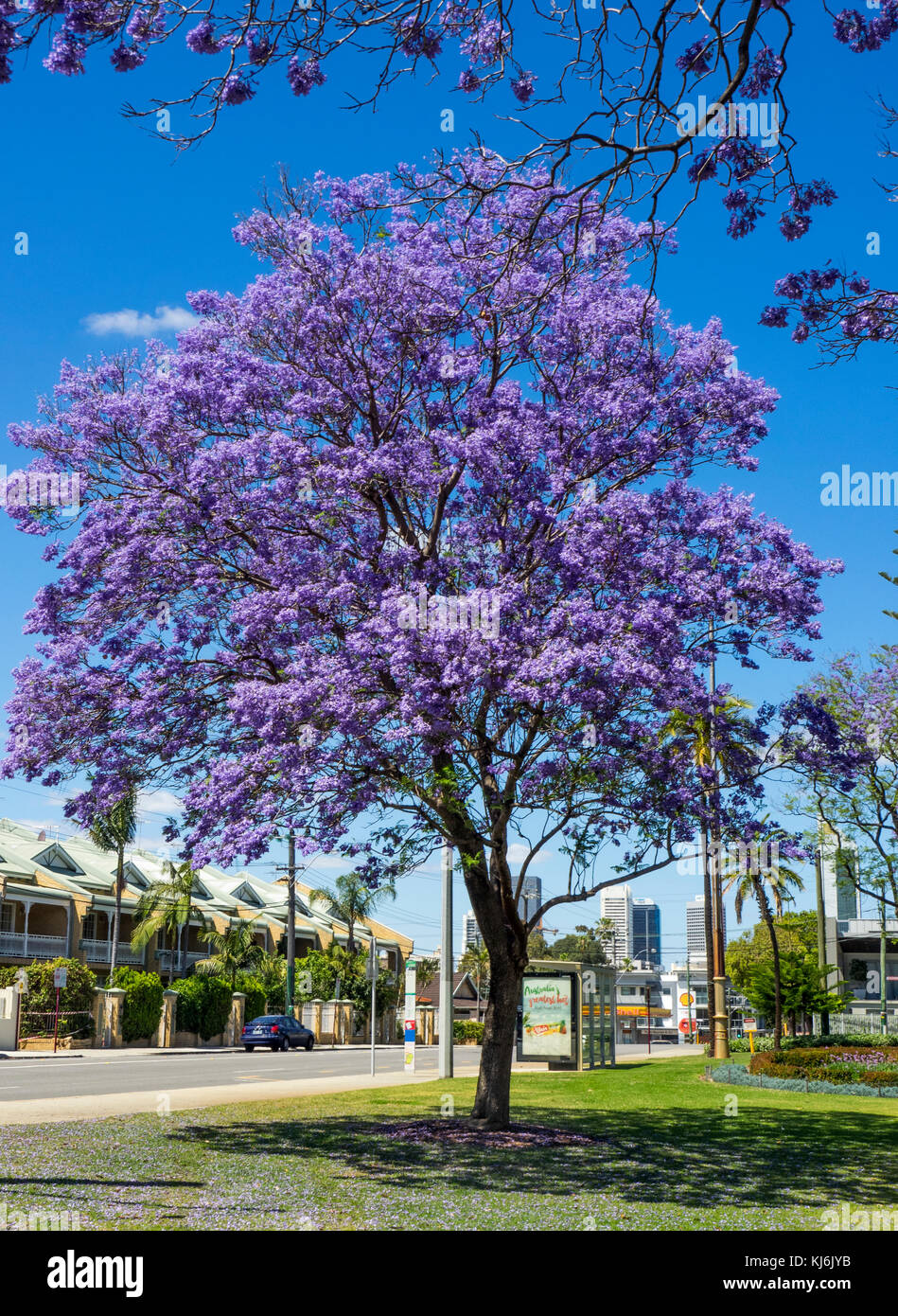 Jacaranda trees in full bloom in Hyde Park, Perth Western Australia ...