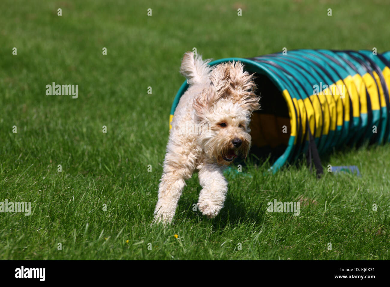 Cockerpoo Running High Resolution Stock Photography and Images - Alamy