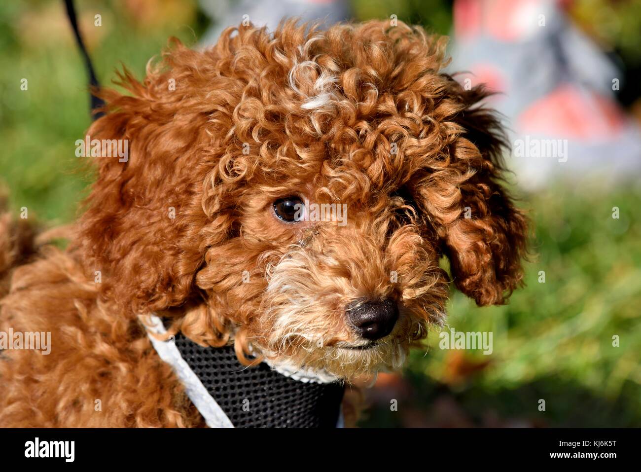 Cockapoo puppy dog Stock Photo - Alamy