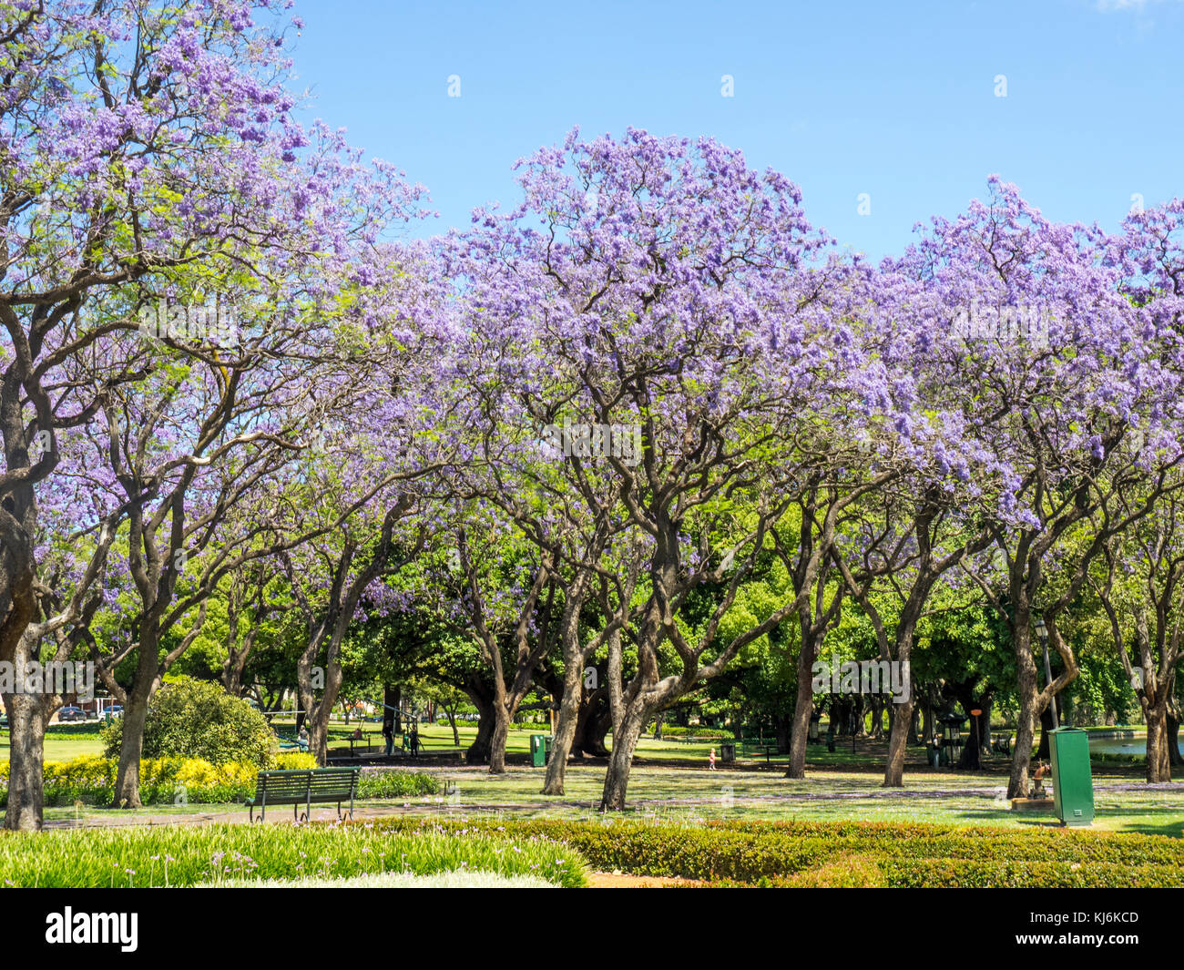 Jacaranda trees in full bloom in Hyde Park, Perth Western Australia ...