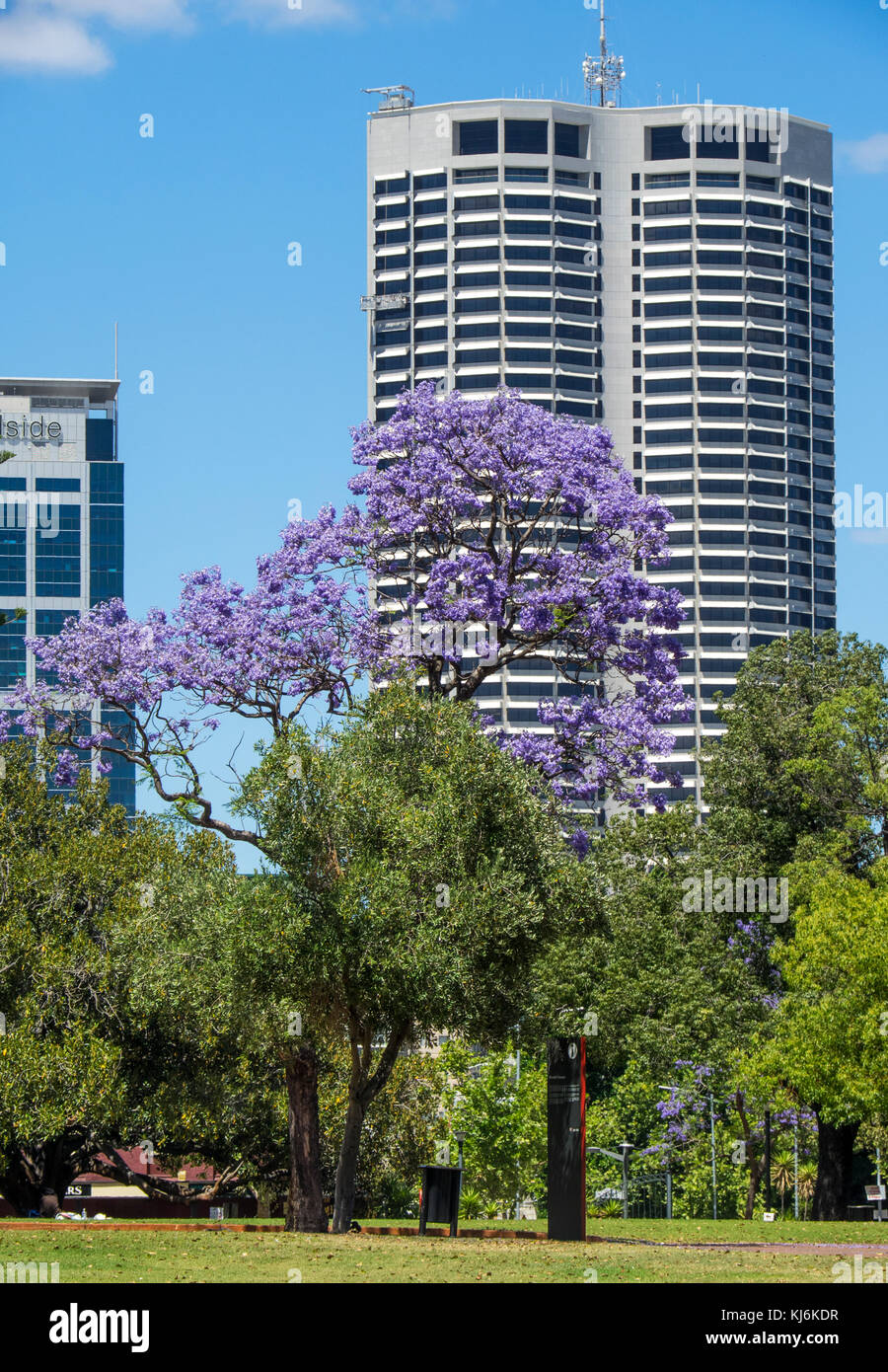 QVI office tower and Jacaranda tree in full bloom in Russell Square ...