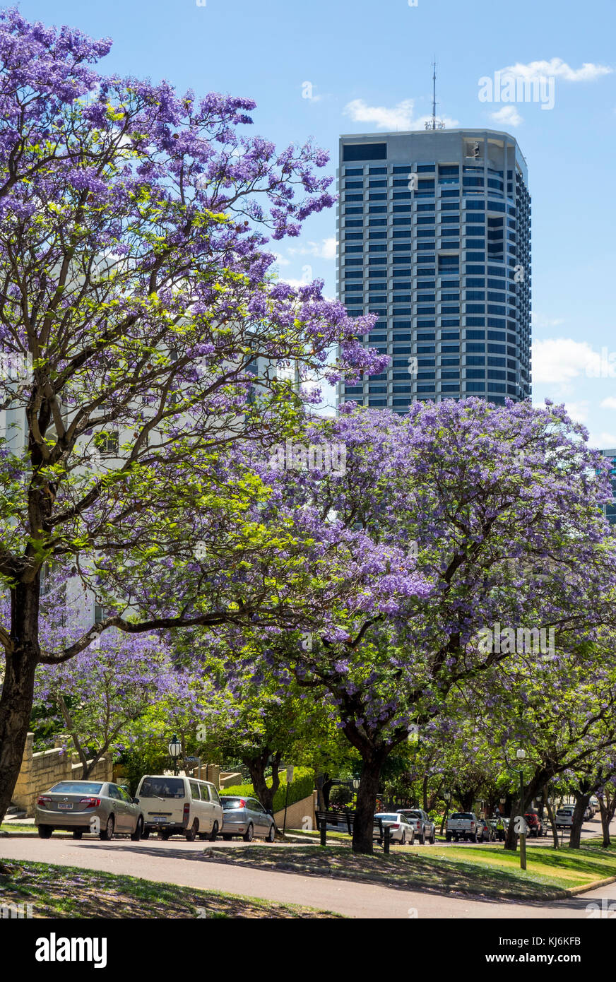 Jacaranda trees in full bloom in Mount St Perth Western Australia, with ...