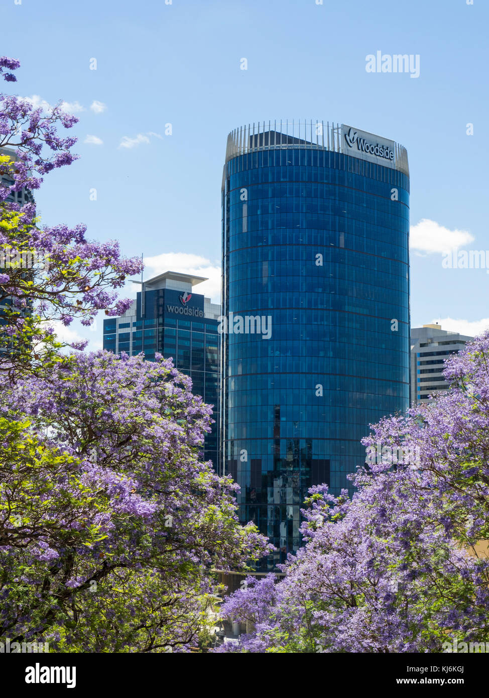 Jacaranda trees in full bloom in Mount St Perth Western Australia, with ...