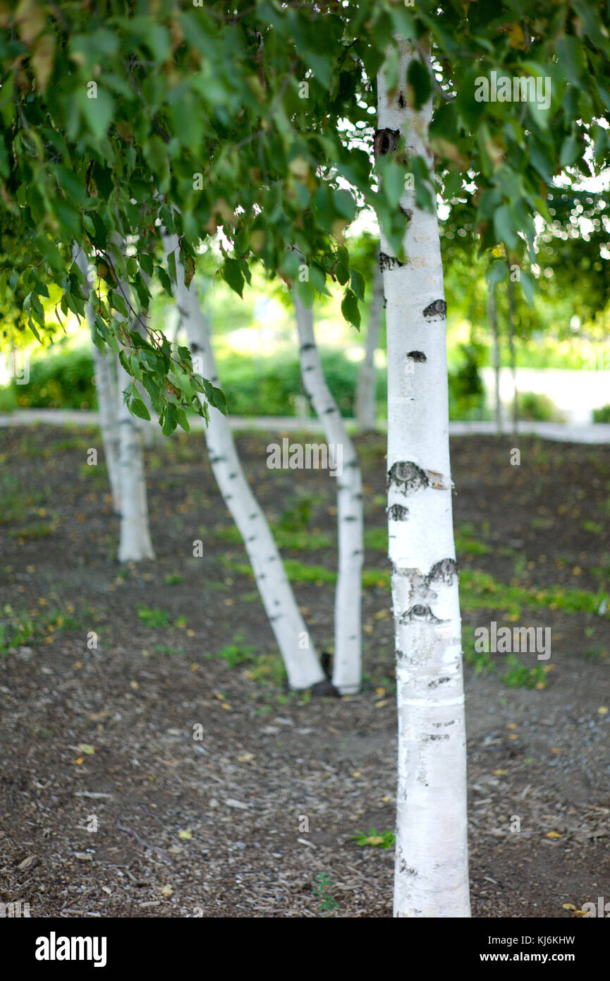 A row of Birch trees in color Stock Photo - Alamy