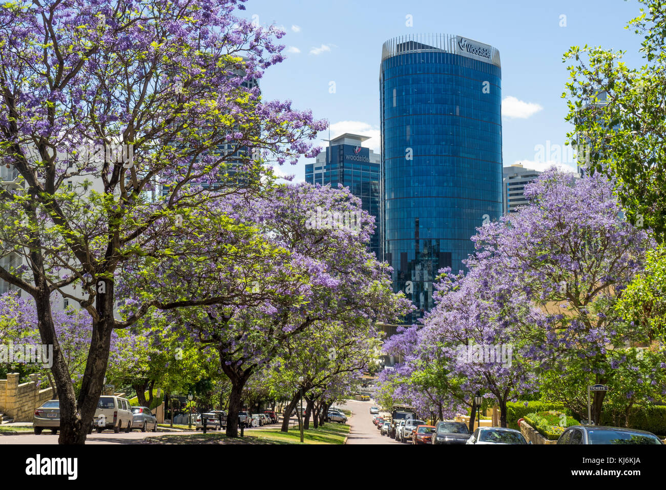 Jacaranda trees in full bloom in Mount St Perth Western Australia, with ...